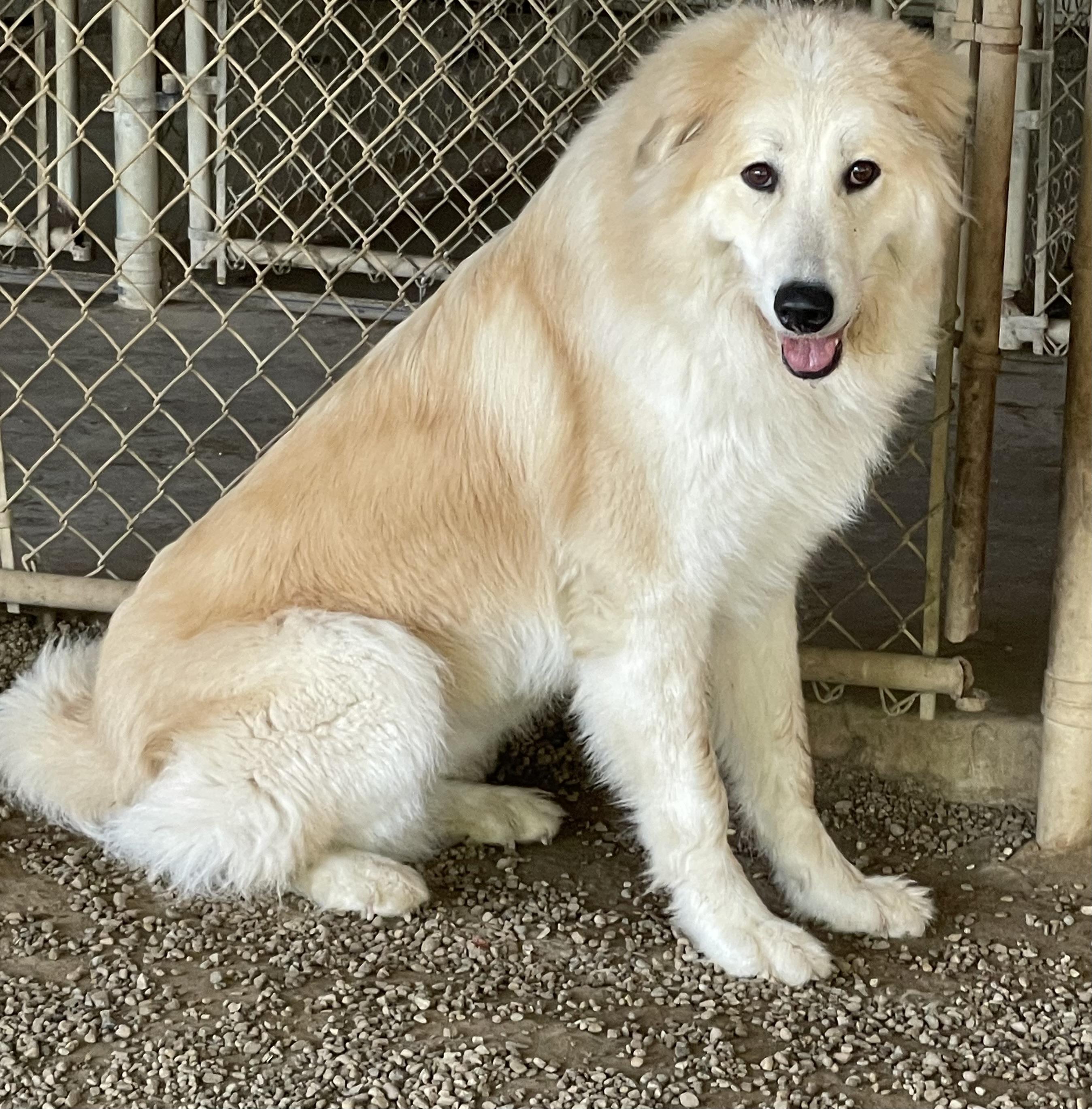 Available Dogs - The A.R.K - Animal Recycling Kennel