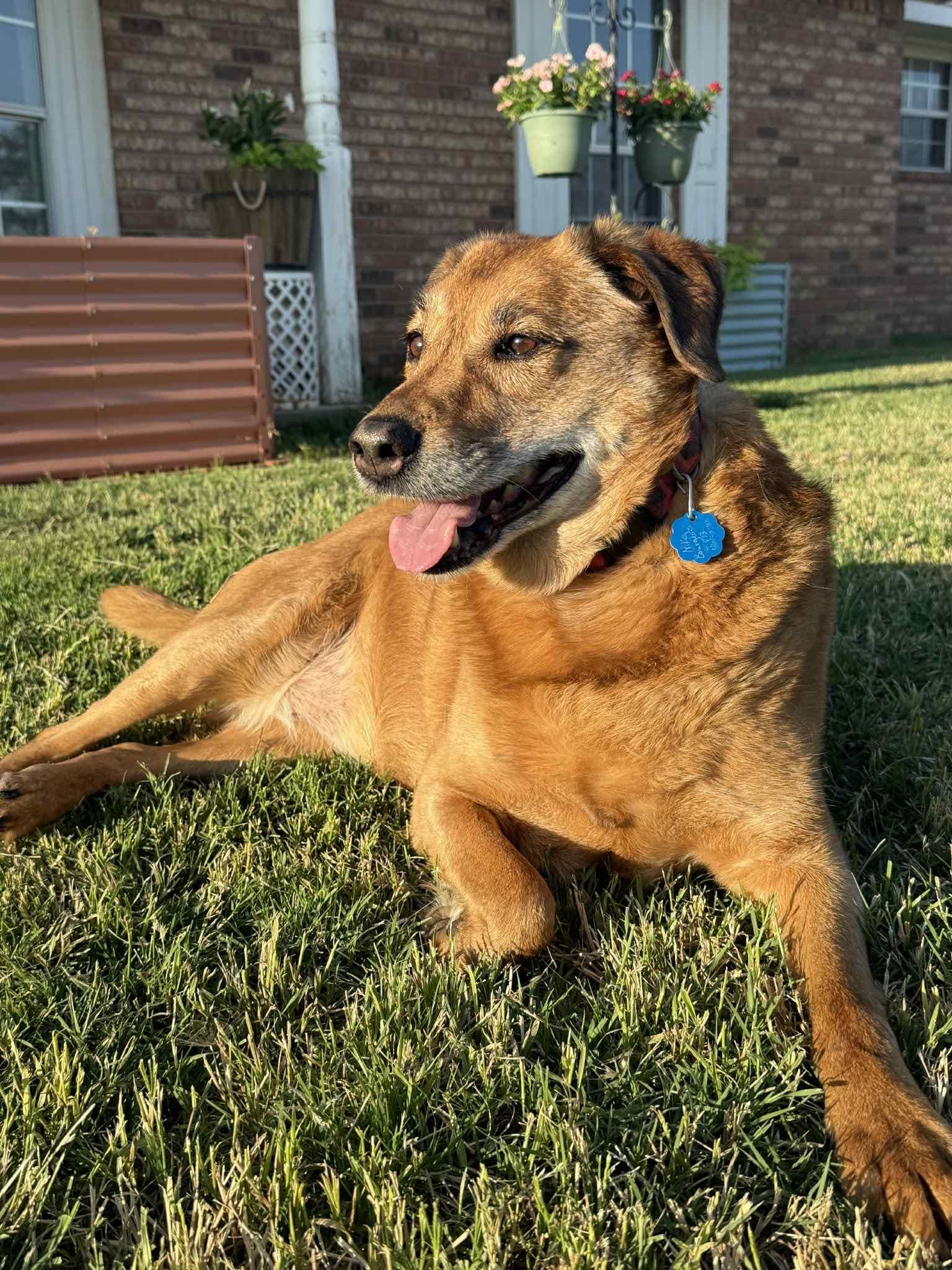 Dog for adoption - Nika, a Rhodesian Ridgeback Mix in Pelham, NH | Petfinder