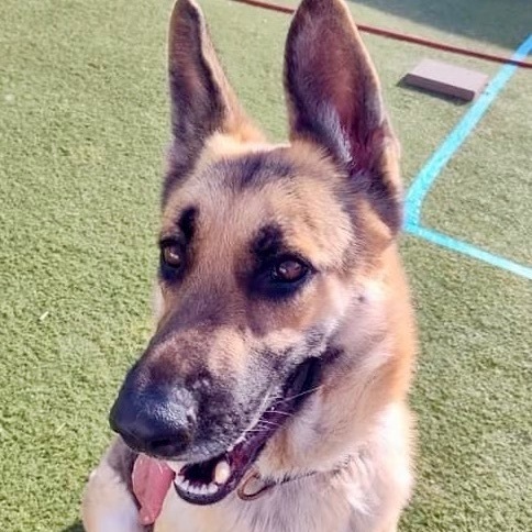 Adoptable Dogs – Journey Home German Shepherd Dog Rescue