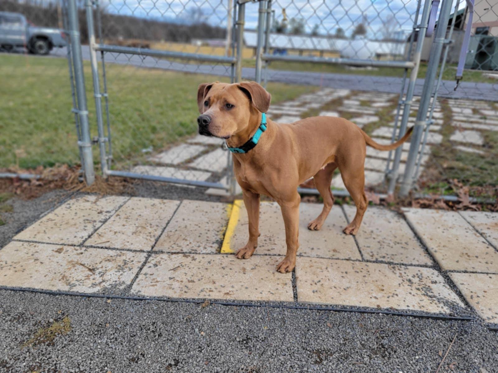 Dog for adoption - Calliope, a Terrier Mix in Chambersburg, PA | Petfinder