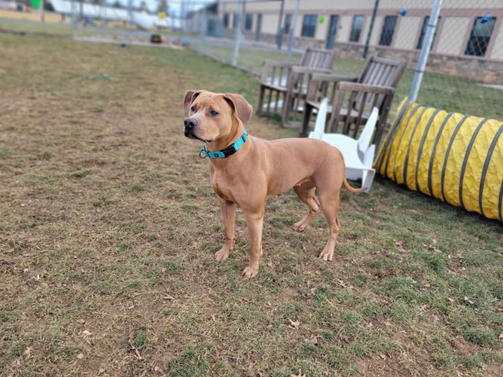 Dog for adoption - Calliope, a Terrier Mix in Chambersburg, PA | Petfinder