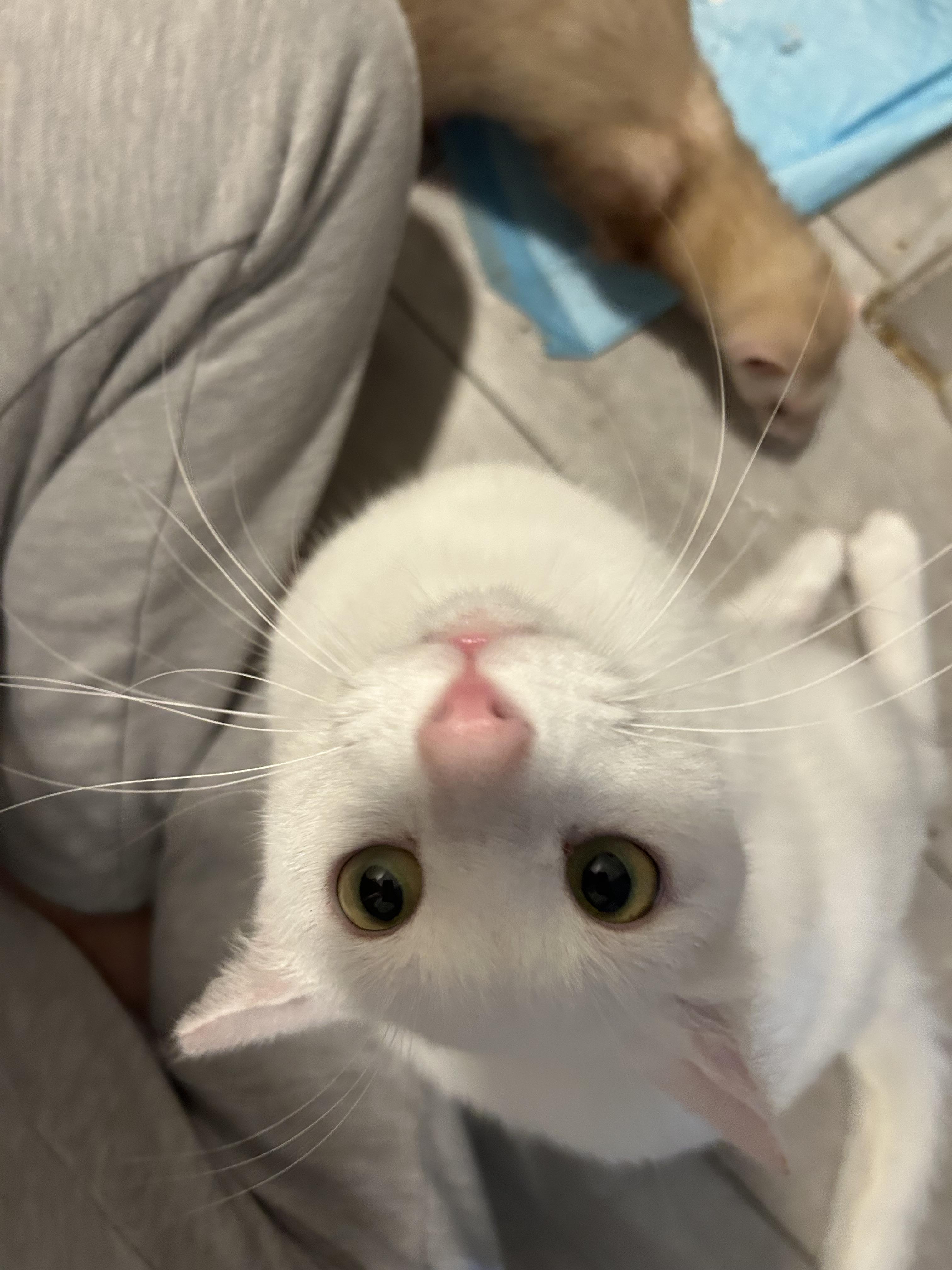 Cat for adoption - Hiccup, a Domestic Short Hair in Tampa, FL | Petfinder