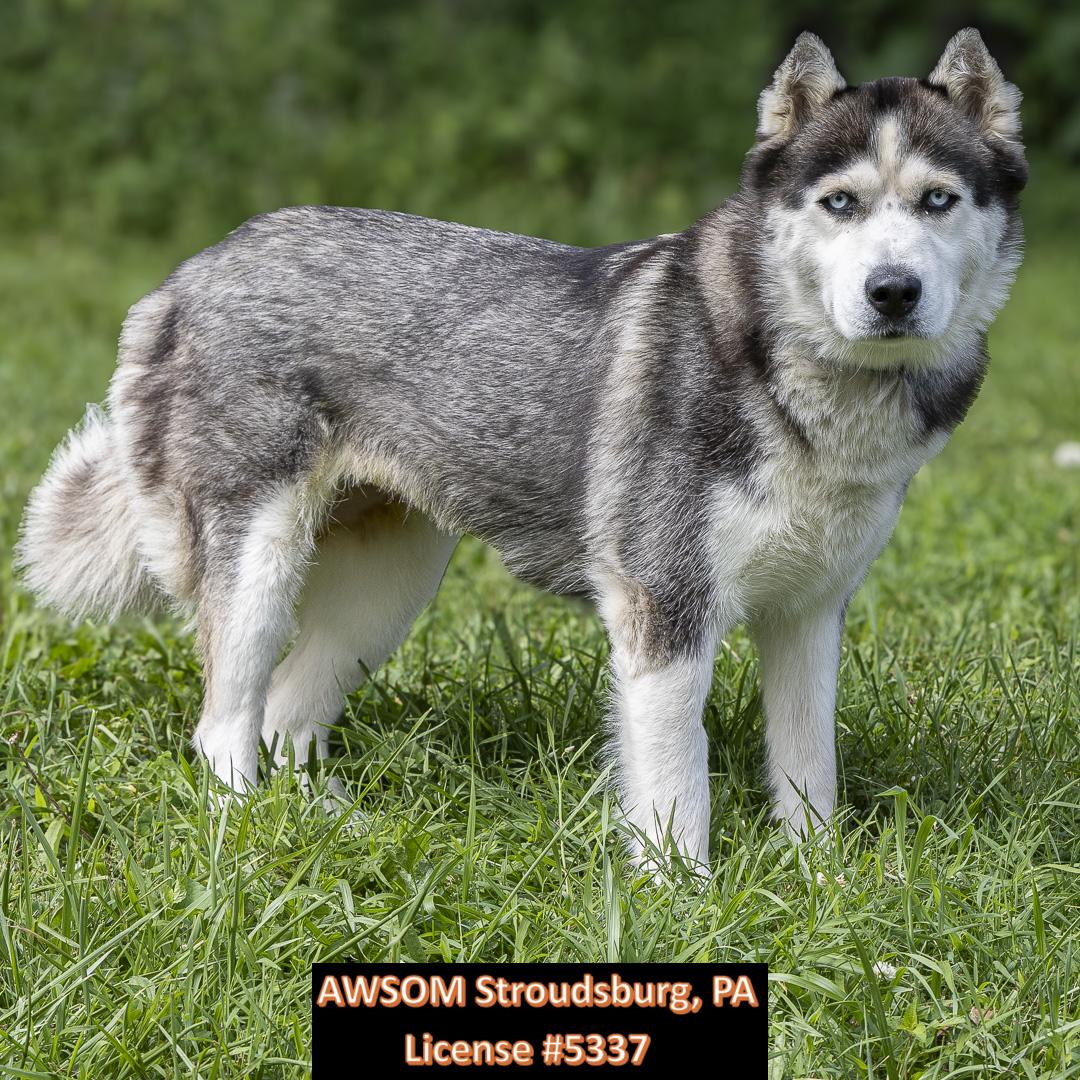 Dog for adoption - Princess, a Siberian Husky Mix in Stroudsburg, PA ...