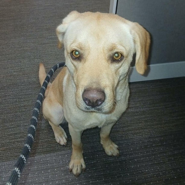 Dog for adoption - Goldie Girl, a Labrador Retriever Mix in Houston, TX ...
