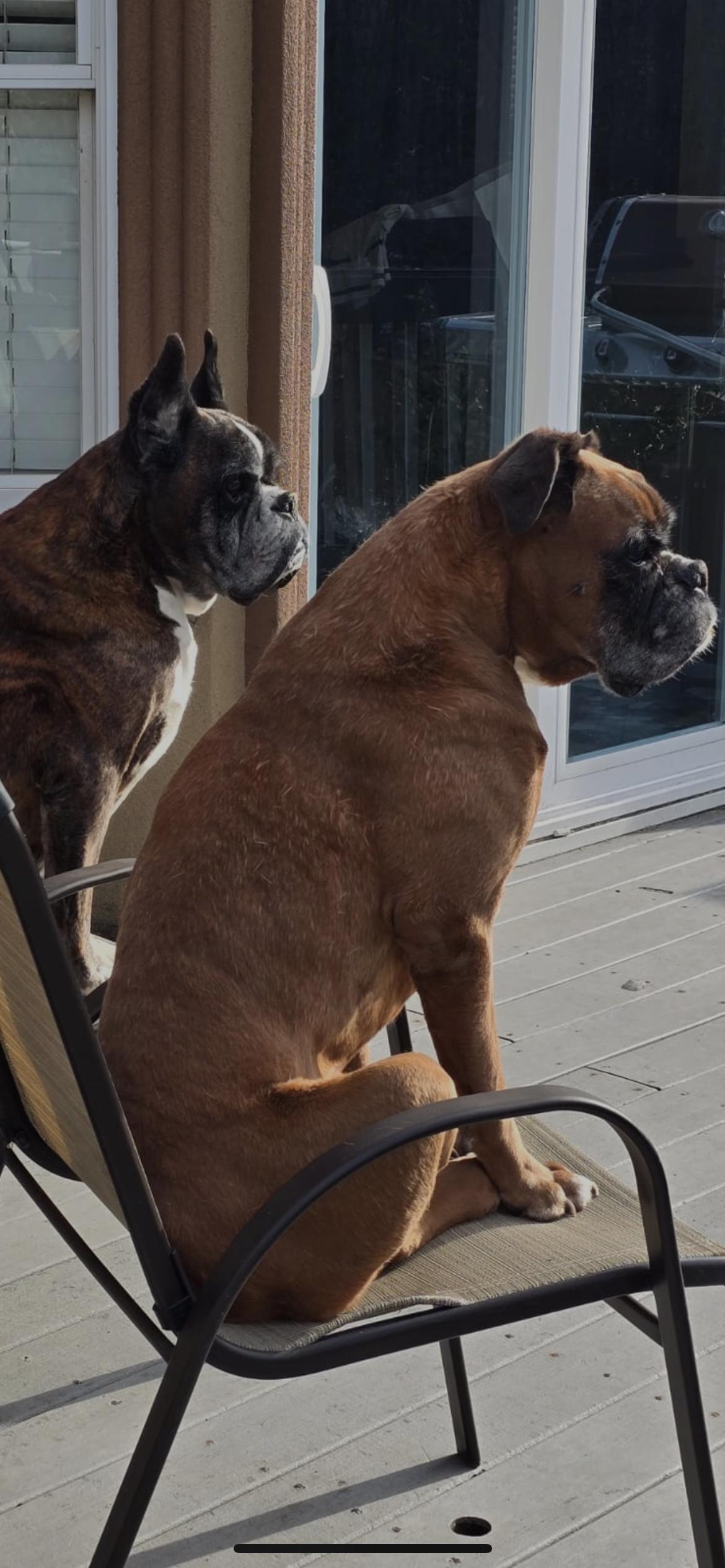 Dog for adoption - Best & Koko - Need Foster, a Boxer in Middlesex, NJ ...