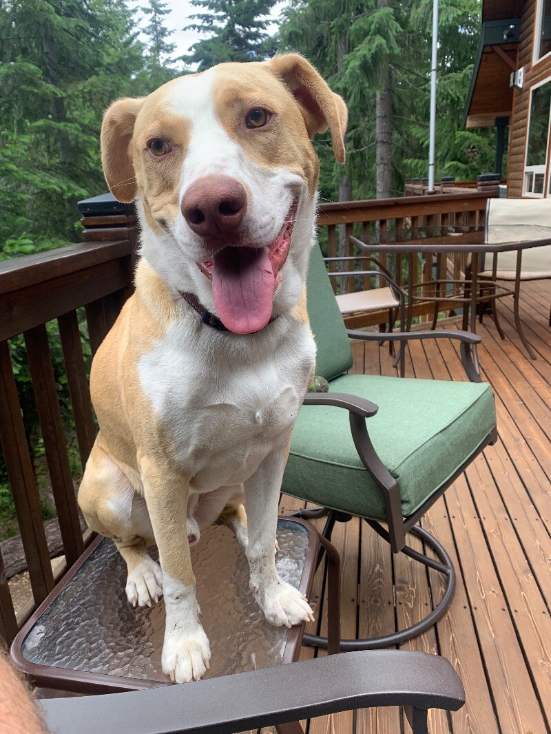 Dog for adoption - Jayce Ace Labrador Good Boy, a Labrador Retriever ...