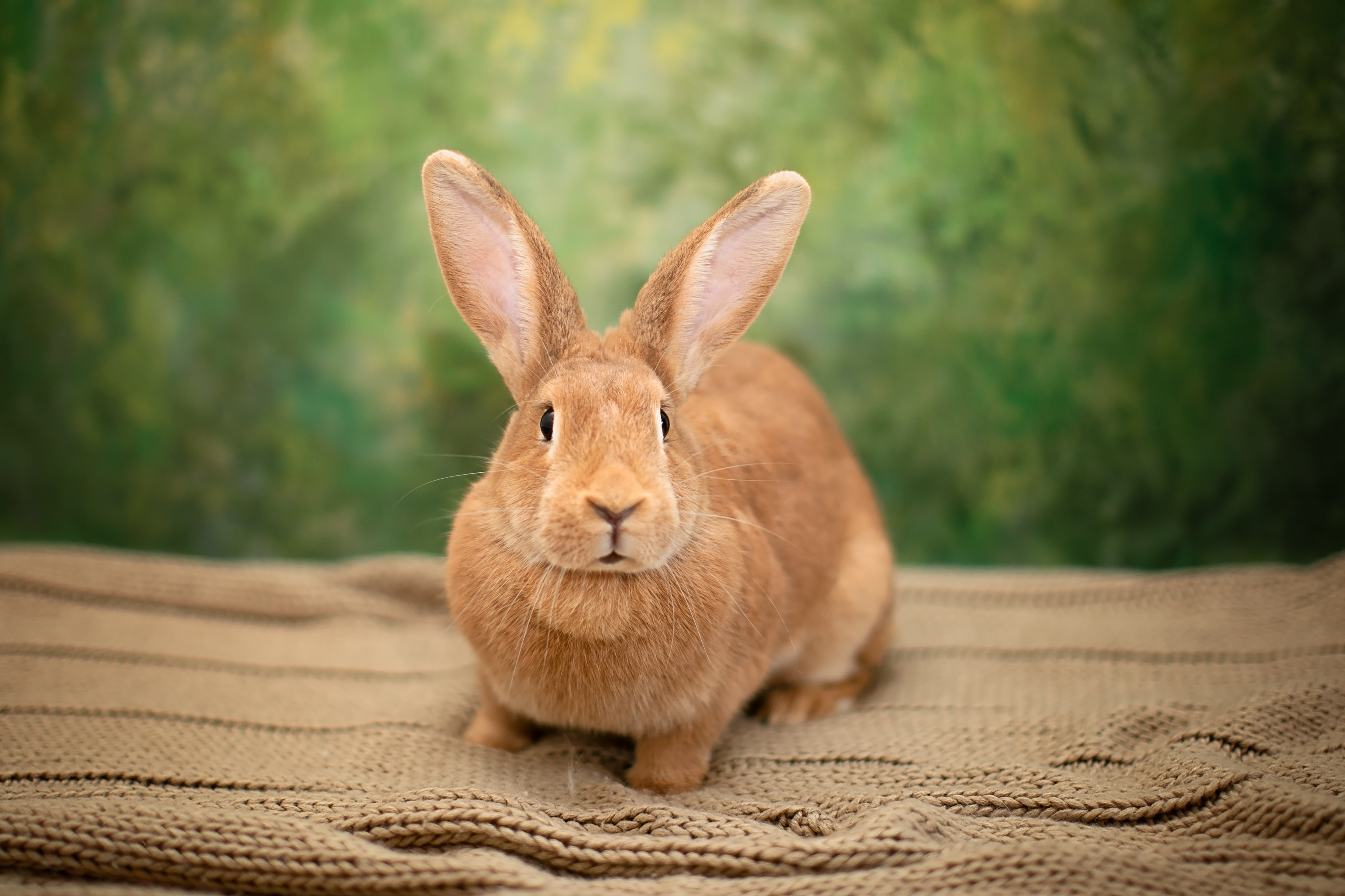 Rabbit for adoption - Penelope, a Palomino in Willowbrook, IL | Petfinder