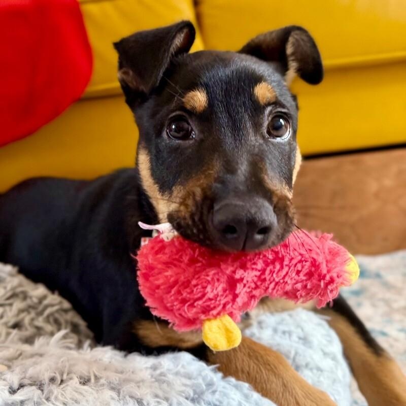 Dog for adoption - Bear RolyPolyPaws, a German Shepherd Dog ...