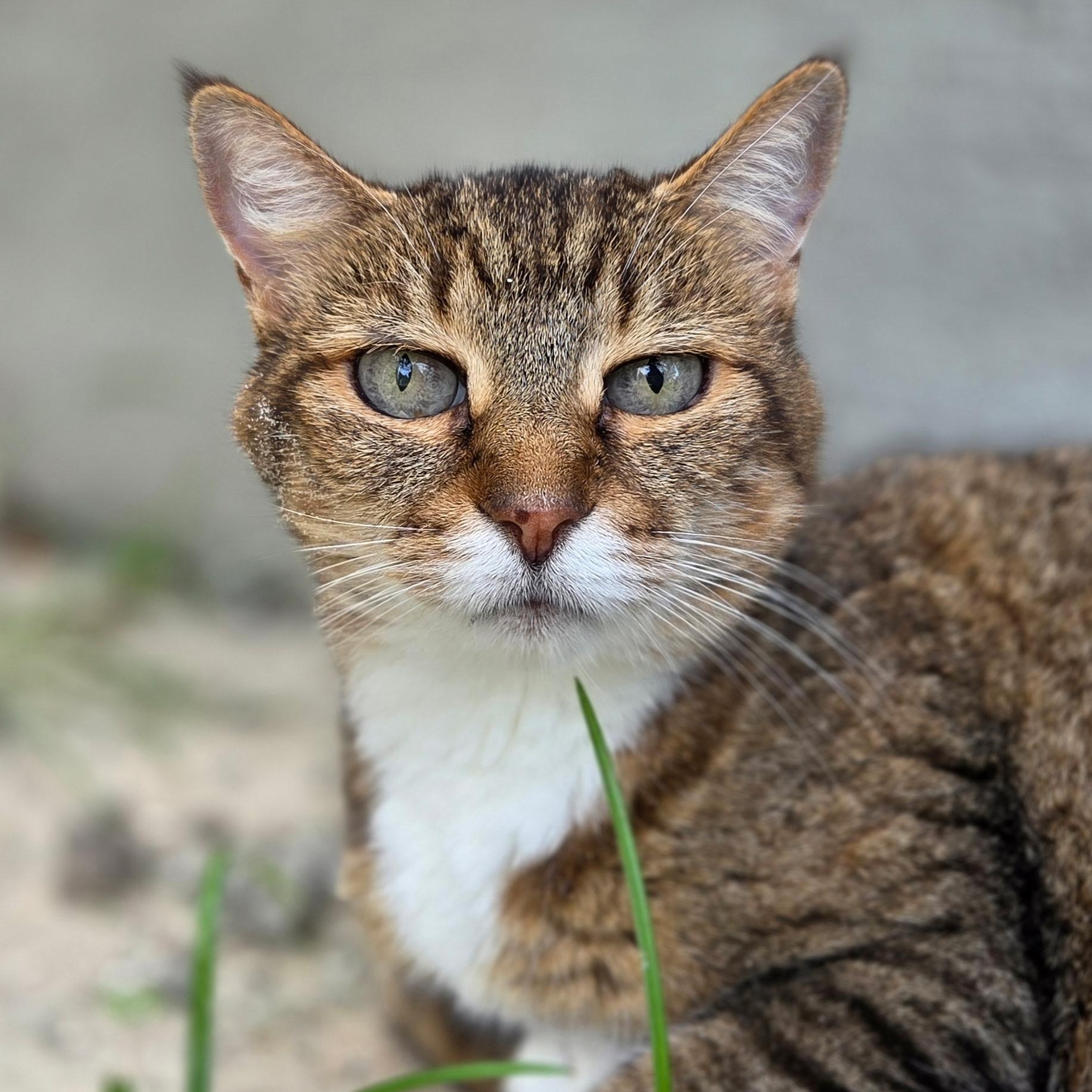 Cat for adoption - Sarah (the sweetest girl!), a Domestic Short Hair ...