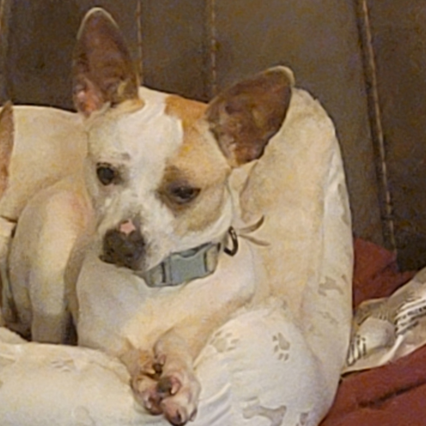 Dog For Adoption Keola A Chihuahua In Van Alstyne TX Petfinder dog-for-adoption-keola-a-chihuahua-in-van-alstyne-tx-petfinder