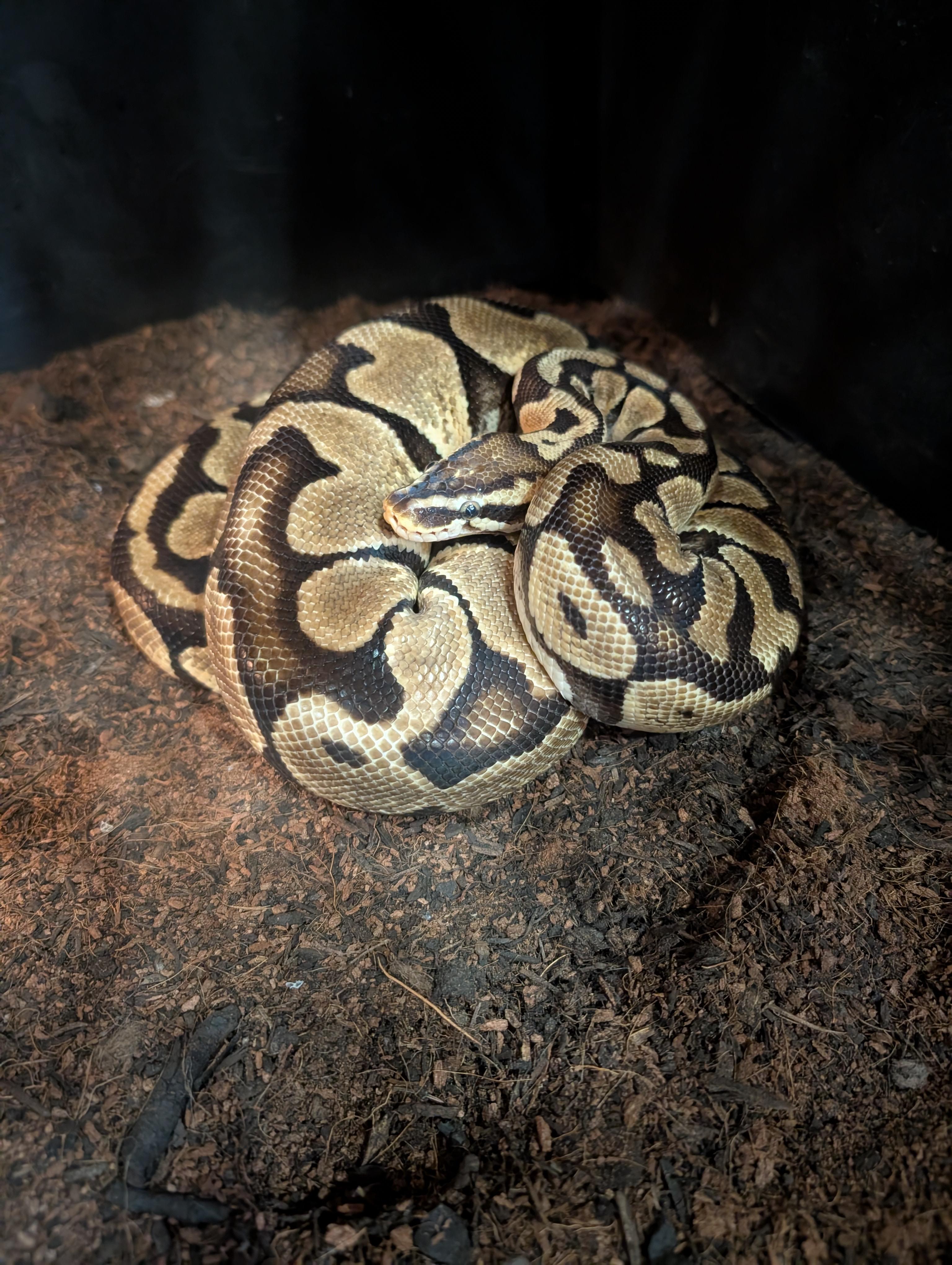 Snake for adoption - Ziva, a Ball Python in Merrill, MI | Petfinder