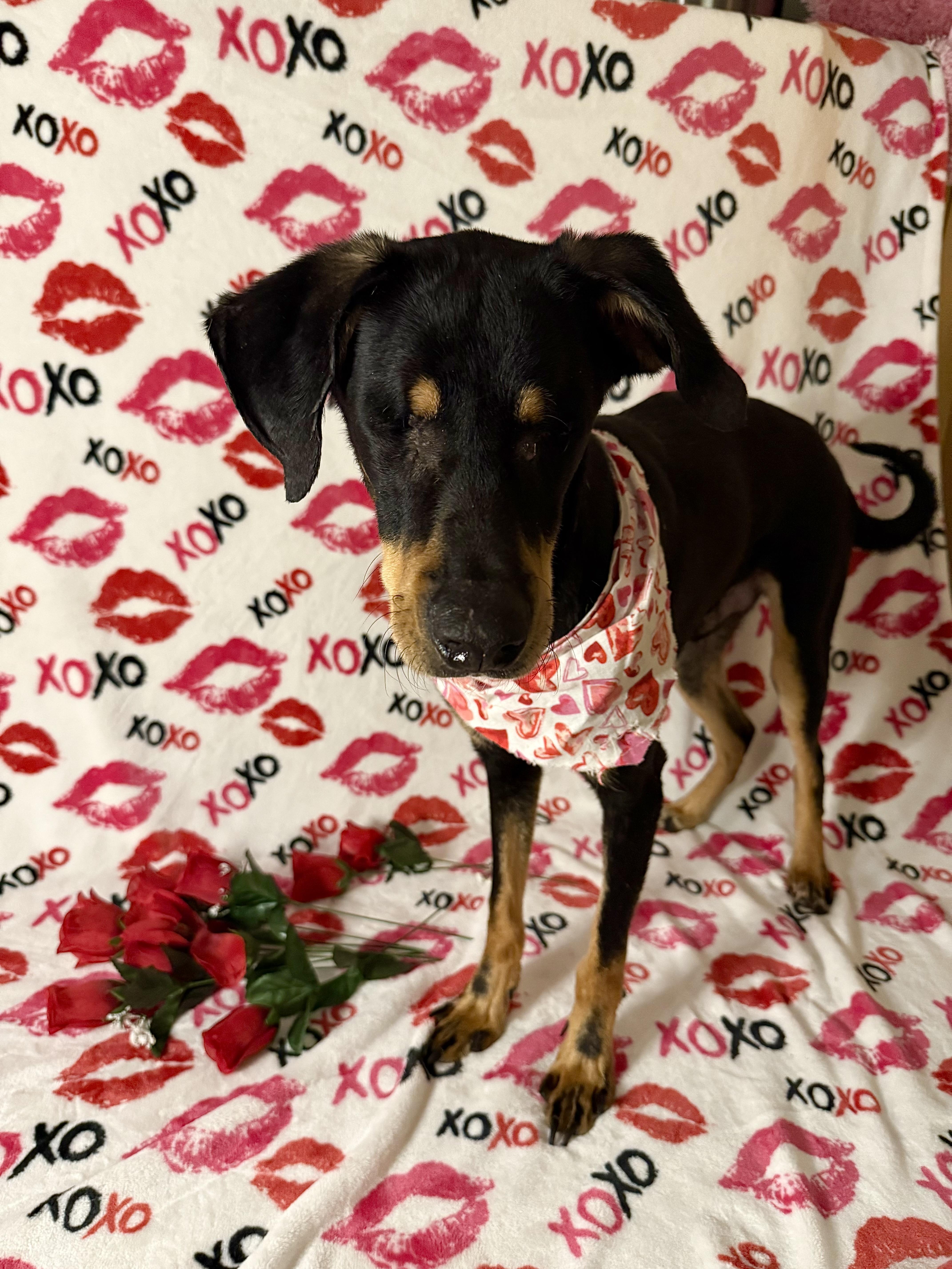 Dog for adoption - Blind Puppy Beau, a Doberman Pinscher & Black ...