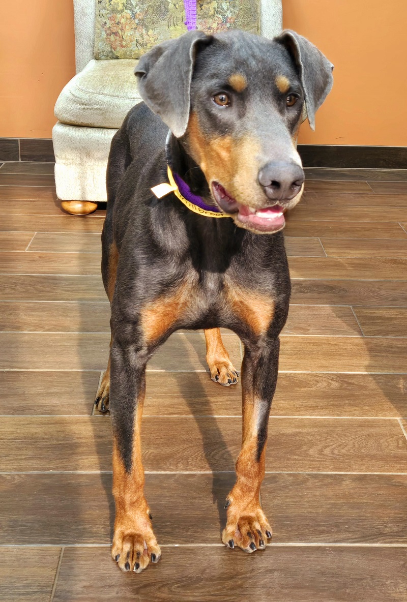 Dog for adoption - Ricky, a Doberman Pinscher in Barrington, IL | Petfinder