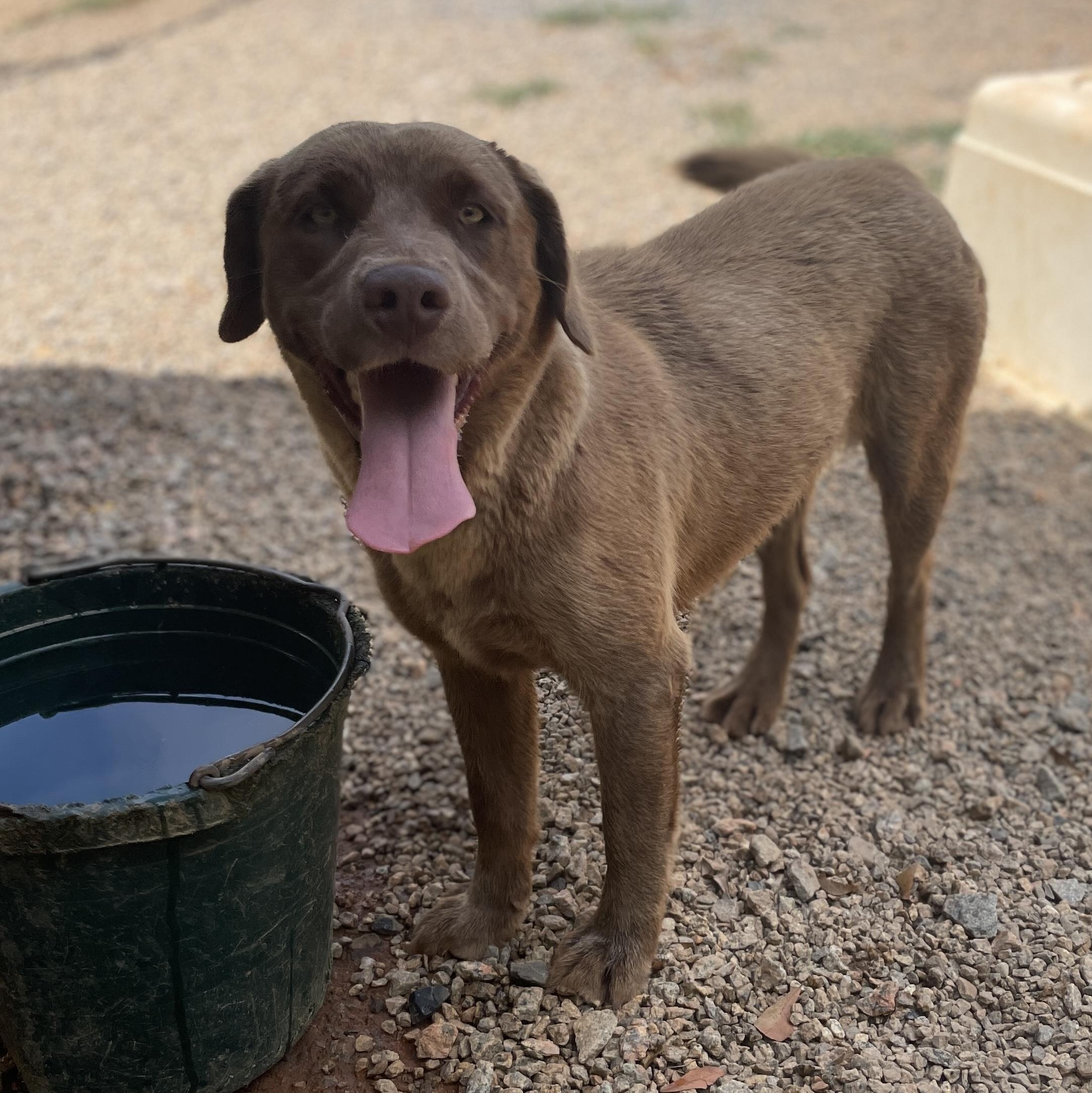 Dog for adoption - Sasha Fierce, a Labrador Retriever Mix in Buffalo ...