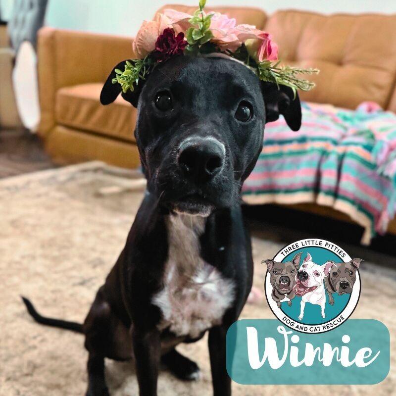 Dog for adoption - Winnie the Pup, a Labrador Retriever & Pit Bull ...