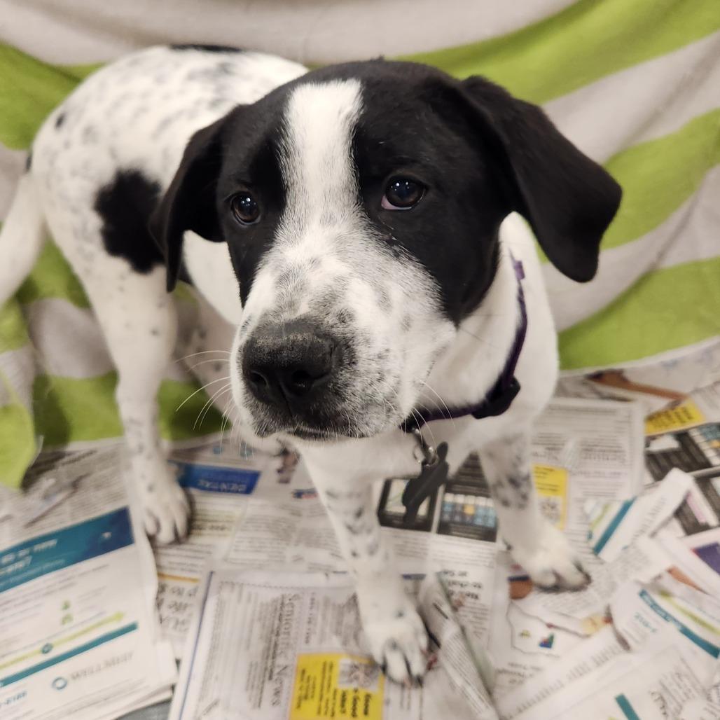 Dog for adoption - Fiona CI, a Great Pyrenees & Border Collie Mix in ...