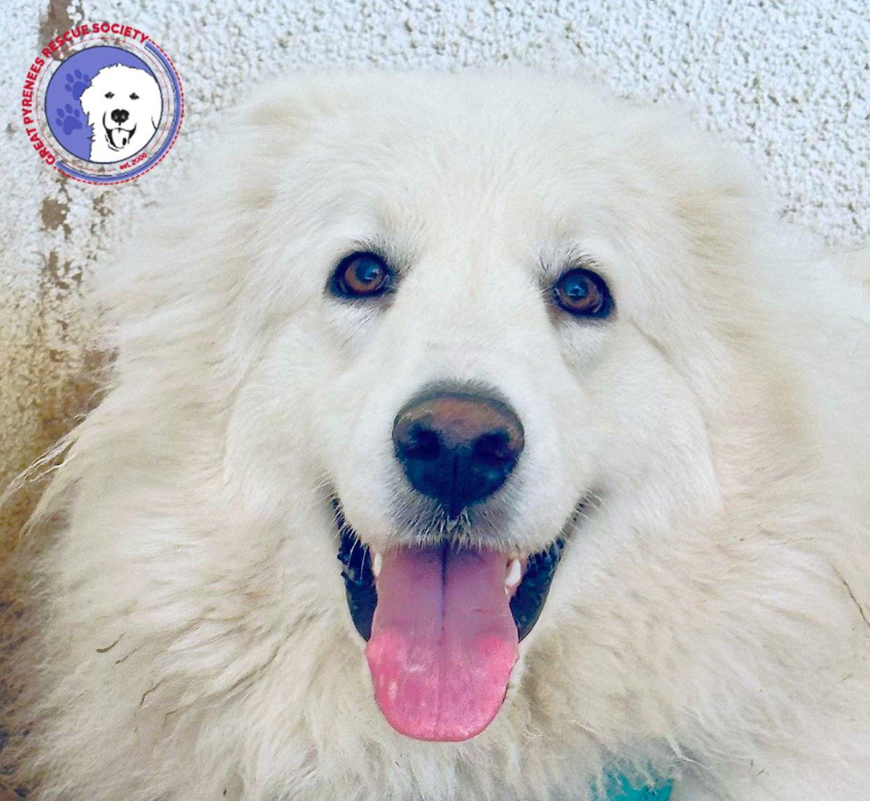 Dog for adoption - Bailee, a Great Pyrenees in Burnsville, MN | Petfinder