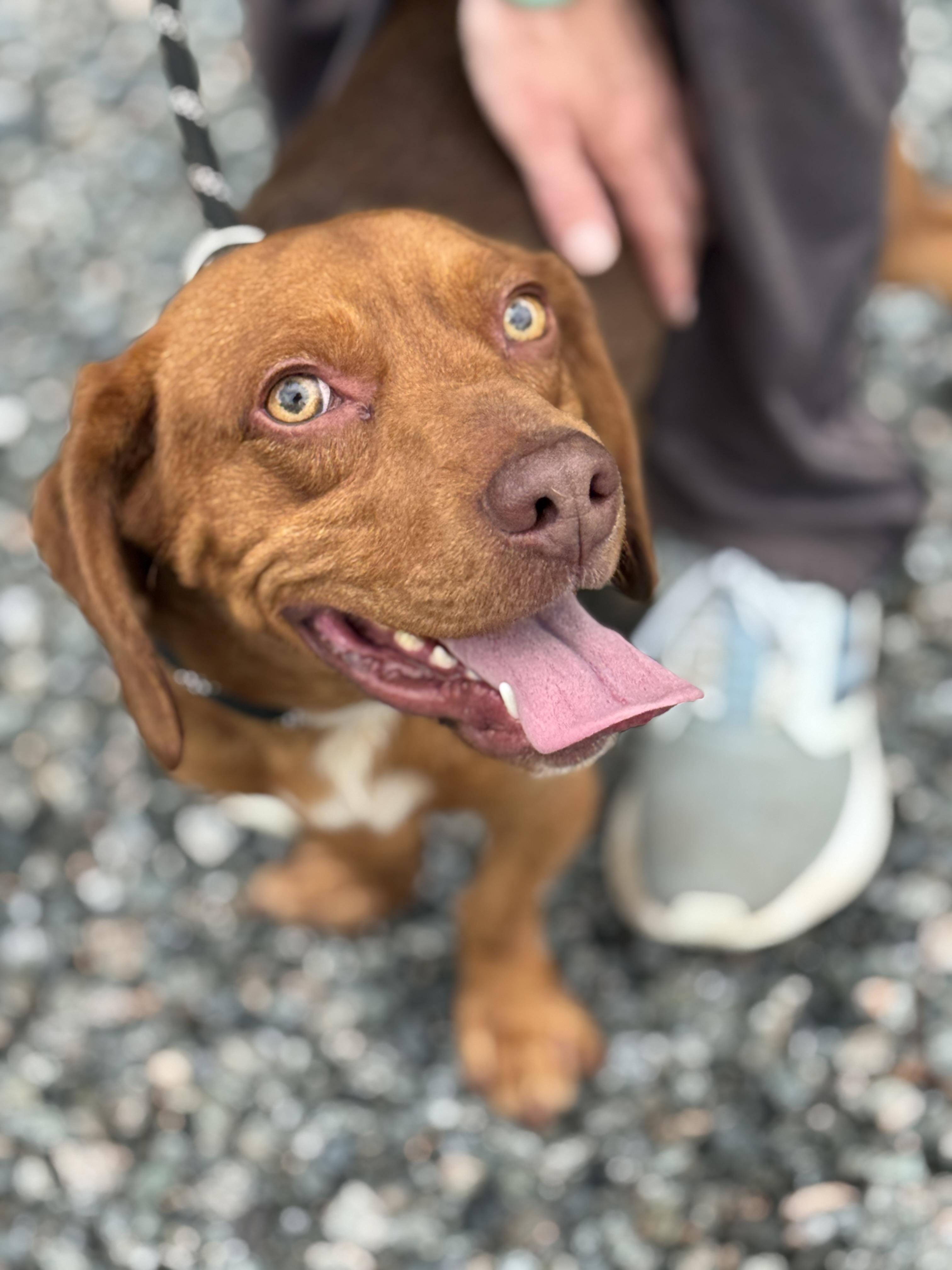 Dog for adoption - Chip, a Beagle in Richmond, VA | Petfinder