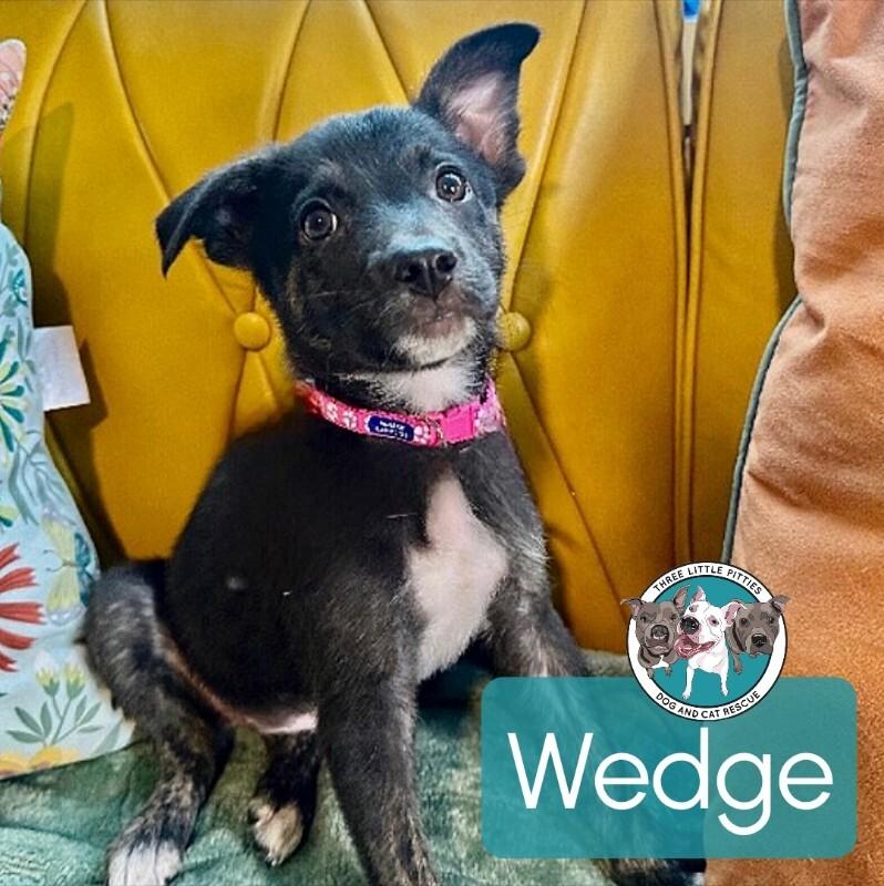 Dog for adoption - Wedge Salad, a Labrador Retriever & German Shepherd ...