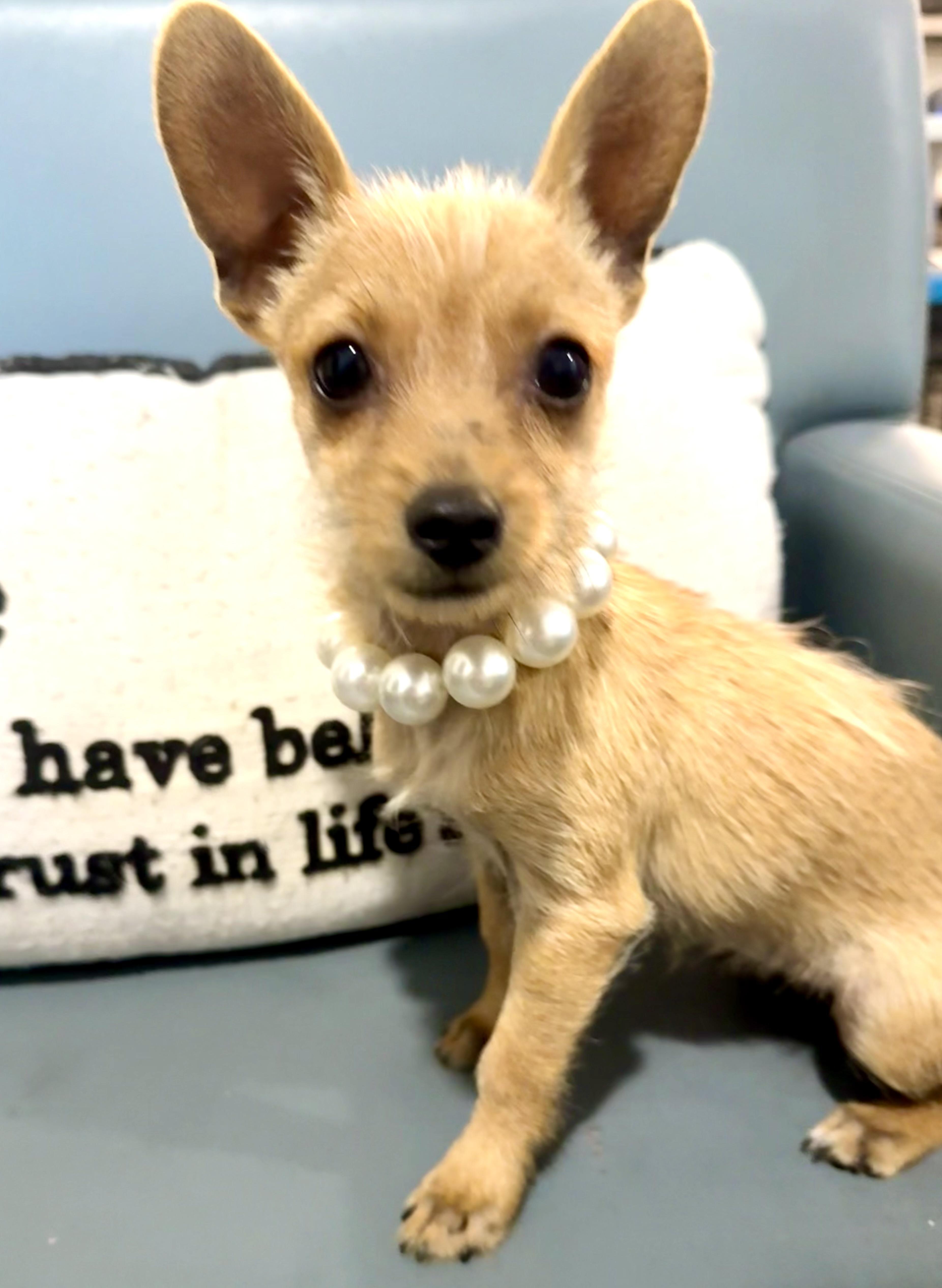 Mini 3# itty bitty wire haired Chi puppy - Adoptable Pet | Petfinder ...