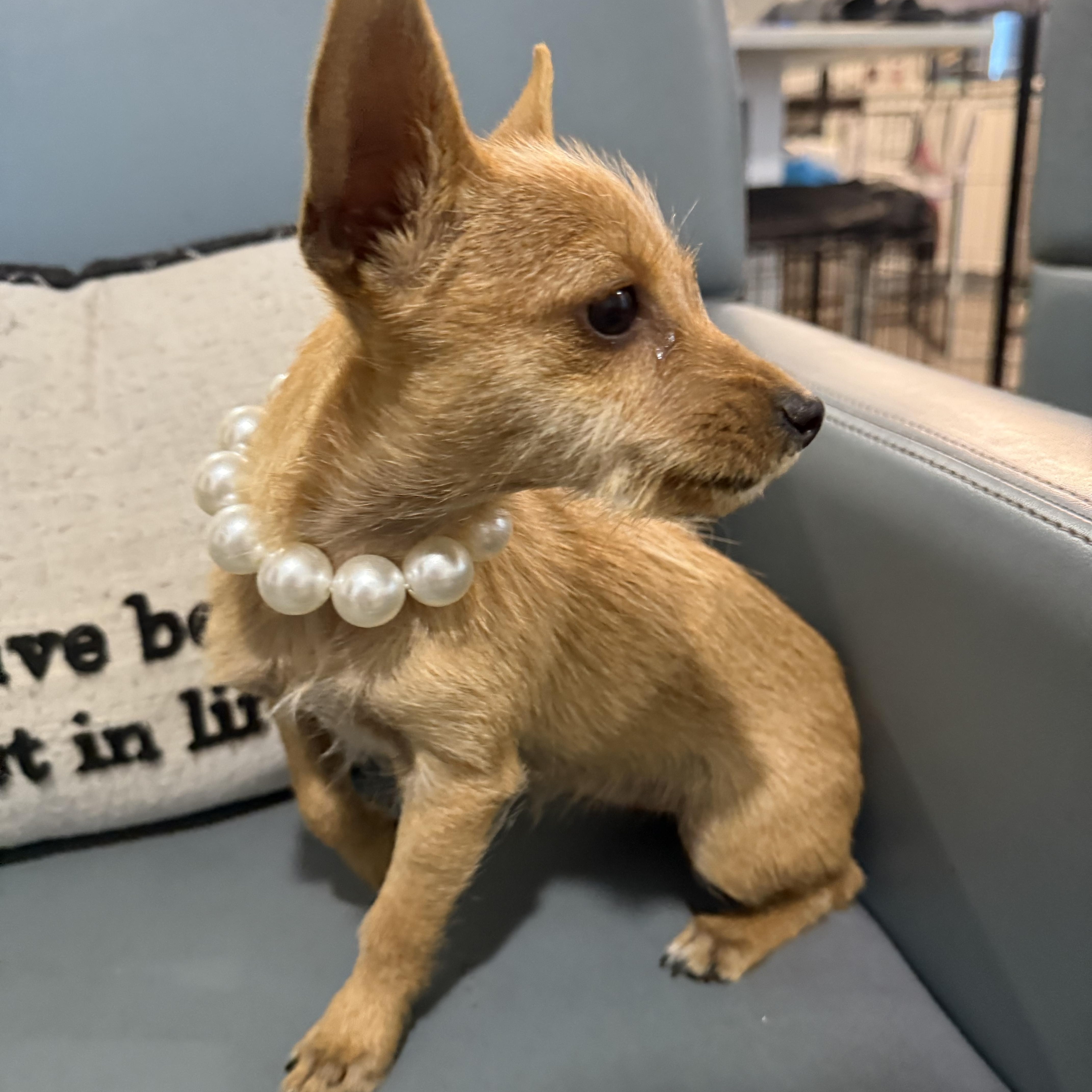 Mini 3# itty bitty wire haired Chi puppy - Adoptable Pet | Petfinder ...