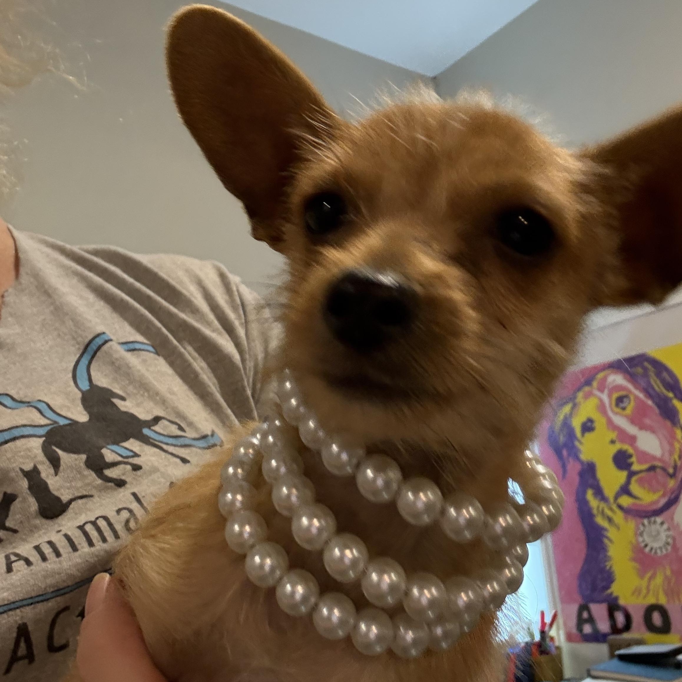Mini 3# itty bitty wire haired Chi puppy - Adoptable Pet | Petfinder ...