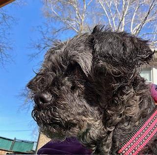 Dog for adoption - Rosy, a Miniature Poodle in Matthews, NC | Petfinder