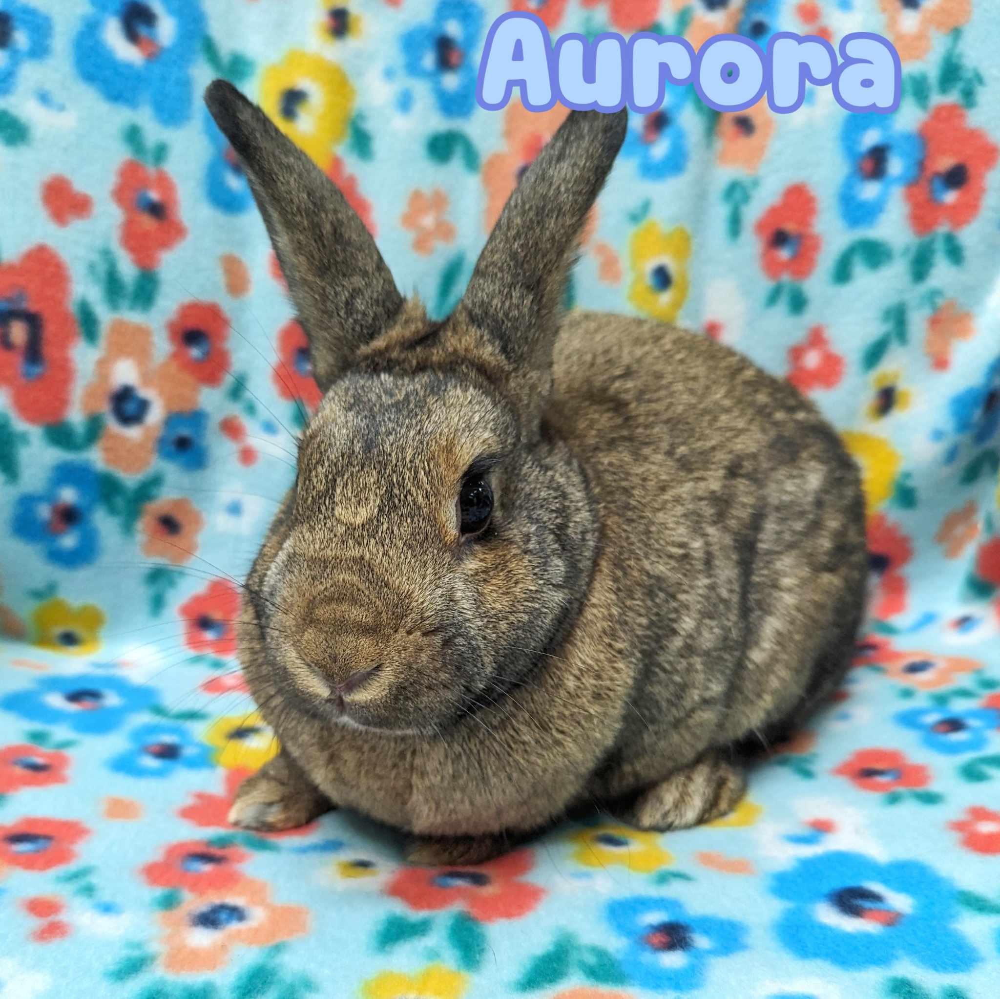 Rabbit for adoption - Aurora, an American Mix in Roseville, CA | Petfinder