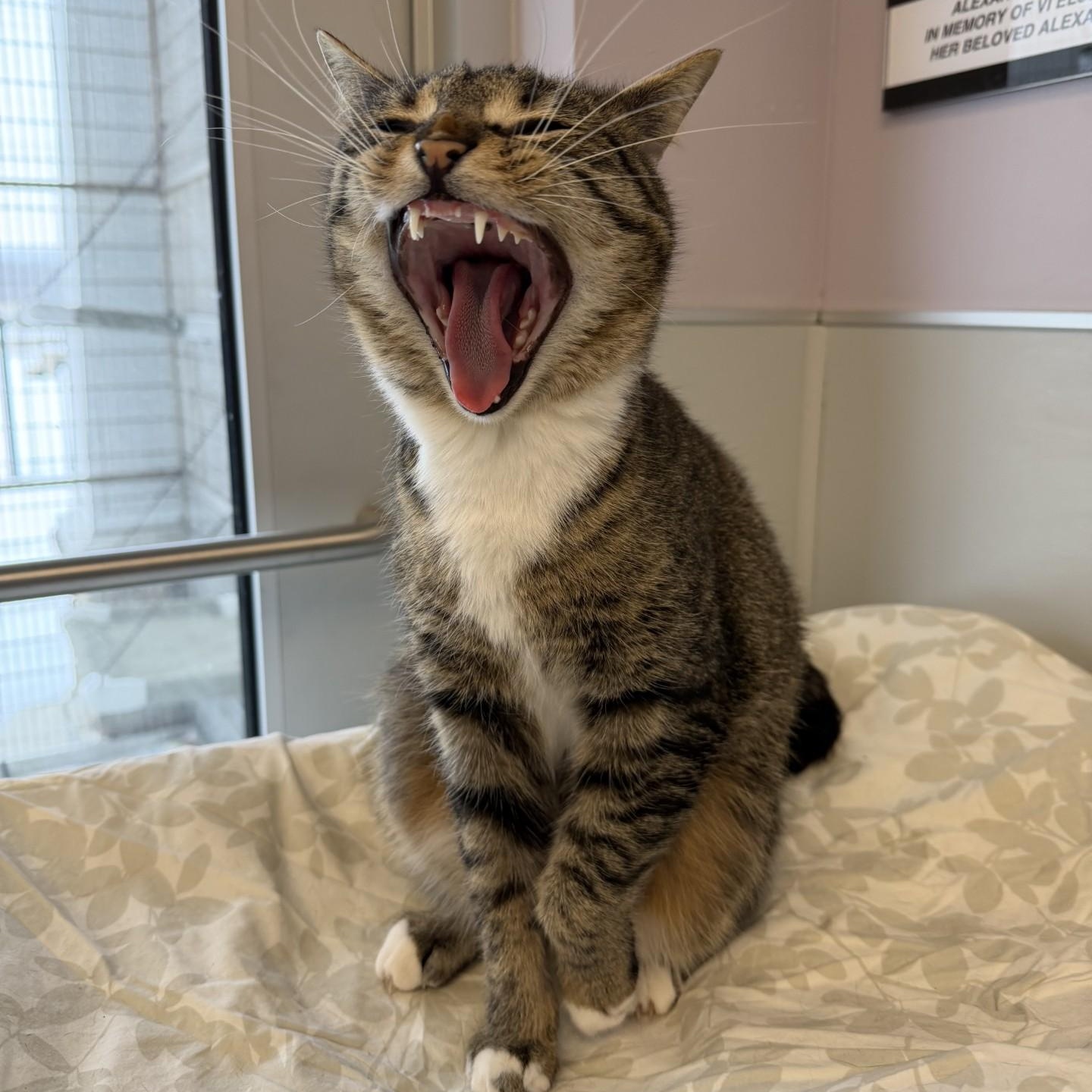 Margie - Adoptable Pet | Petfinder | Petfinder