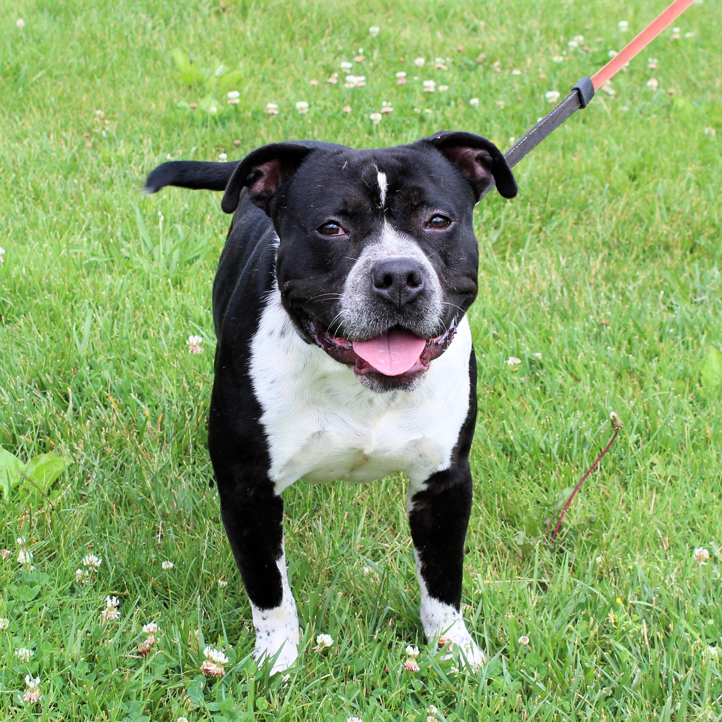 Dog for adoption - Tank, a Pit Bull Terrier in Odessa, MO | Petfinder