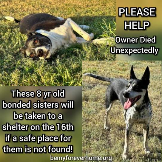 Dog for adoption - Sheena and Dopy, an Australian Cattle Dog / Blue ...