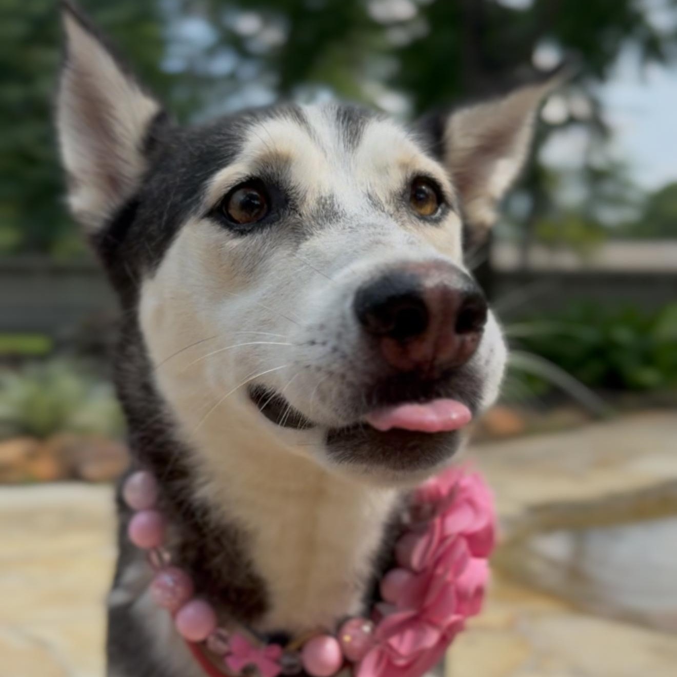 Dog for adoption - Vail Vee, a Husky Mix in Chicago, IL | Petfinder