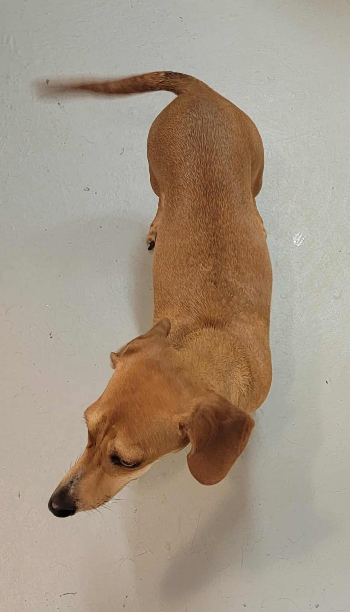 Dog For Adoption Gracie A Miniature Dachshund In Van Alstyne TX dog-for-adoption-gracie-a-miniature-dachshund-in-van-alstyne-tx