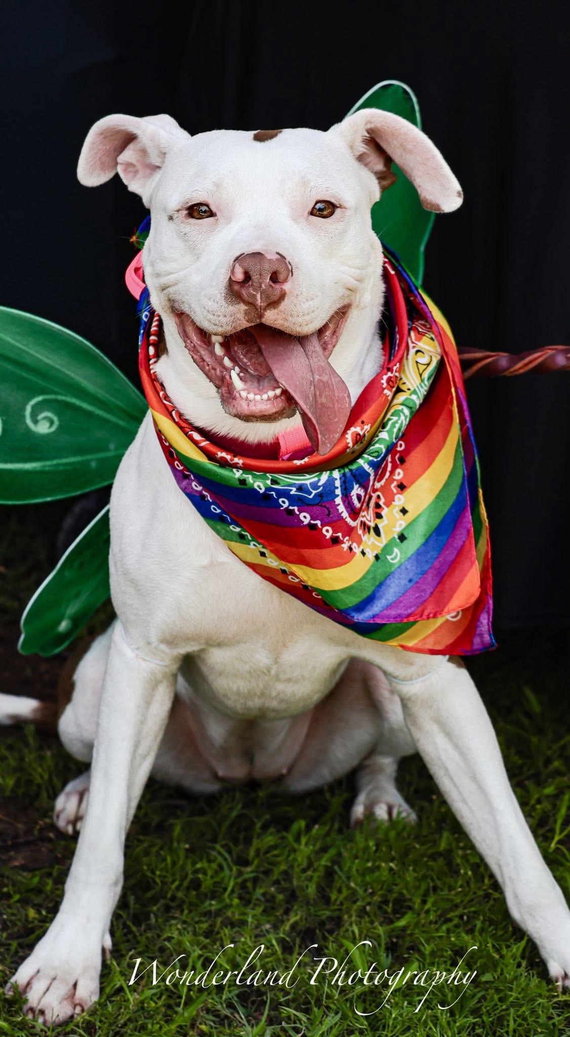 Dog for adoption - Tink (Tinkerbell), a Mixed Breed in Valley Center ...