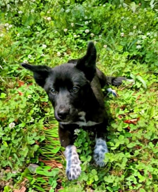 Dog for adoption - Diva, a Husky & Australian Cattle Dog / Blue Heeler ...