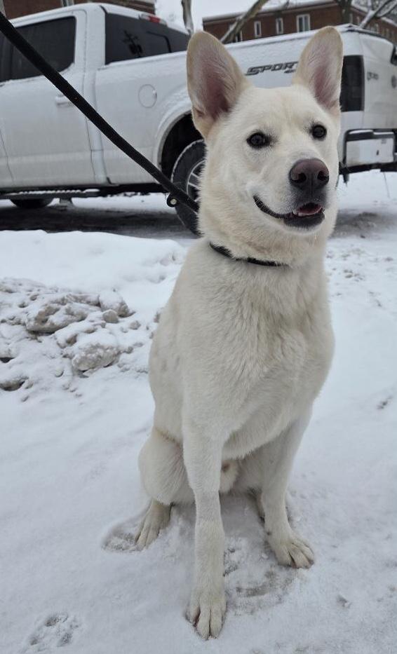 Kuto - Adoptable Pet | Petfinder | Petfinder