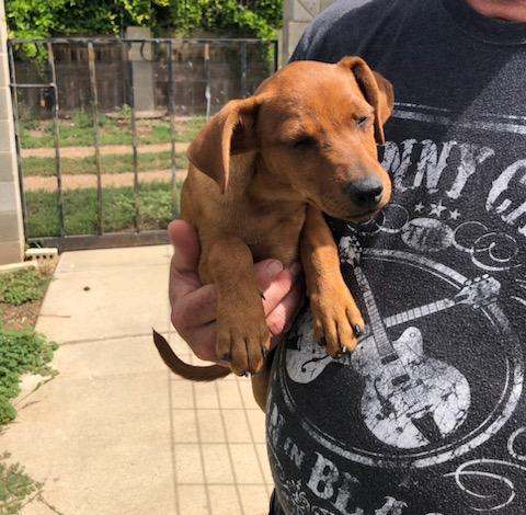 Dog for adoption - Lol-P-29 Fawn, a Chiweenie & Labrador Retriever Mix ...