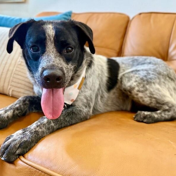 Dog for adoption - Bluey Bluebonnet, an Australian Cattle Dog / Blue ...
