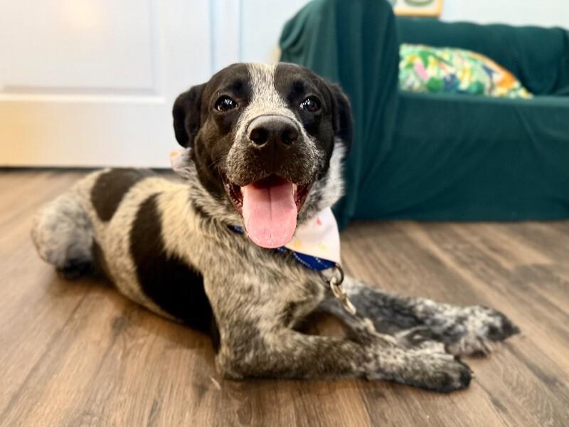 Dog for adoption - Bluey Bluebonnet, an Australian Cattle Dog / Blue ...