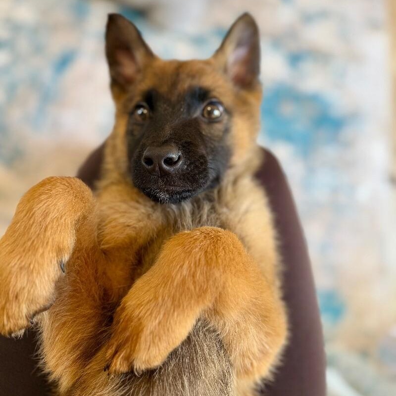 Dog for adoption - Milo Shepherd, a German Shepherd Dog & Husky Mix in ...