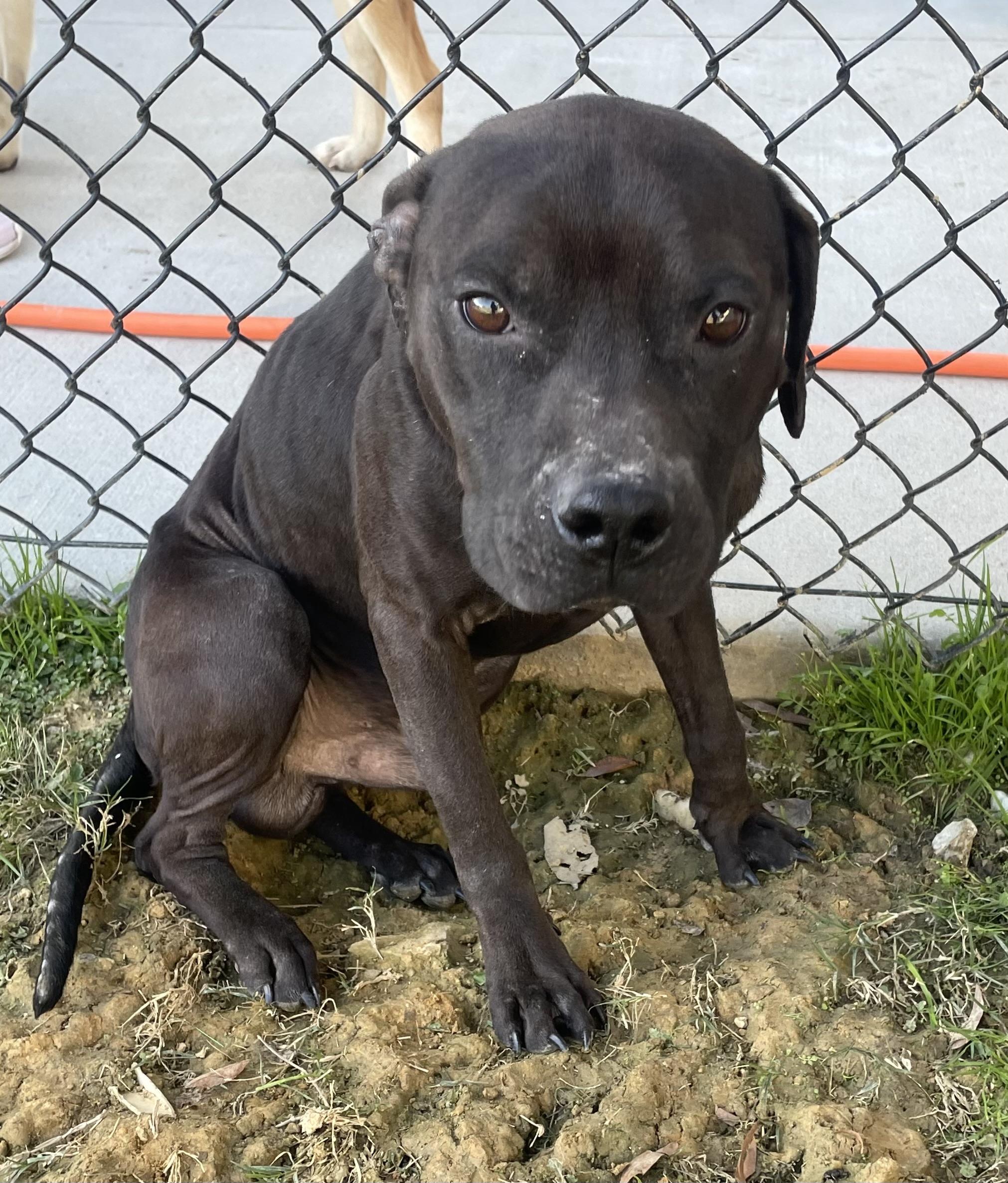 Dog for adoption - Snoop, a Pit Bull Terrier Mix in Lancaster, SC ...