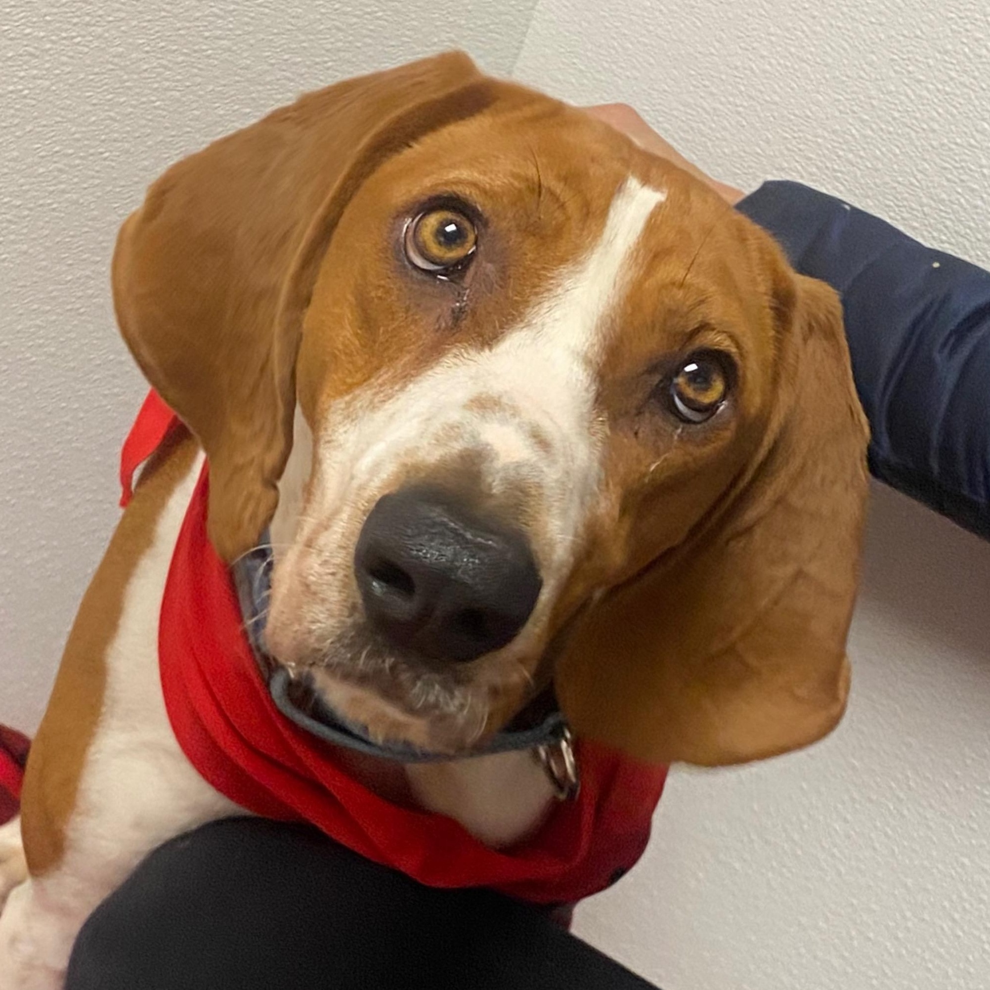 Dog for adoption - Owen, a Coonhound Mix in Elyria, OH | Petfinder