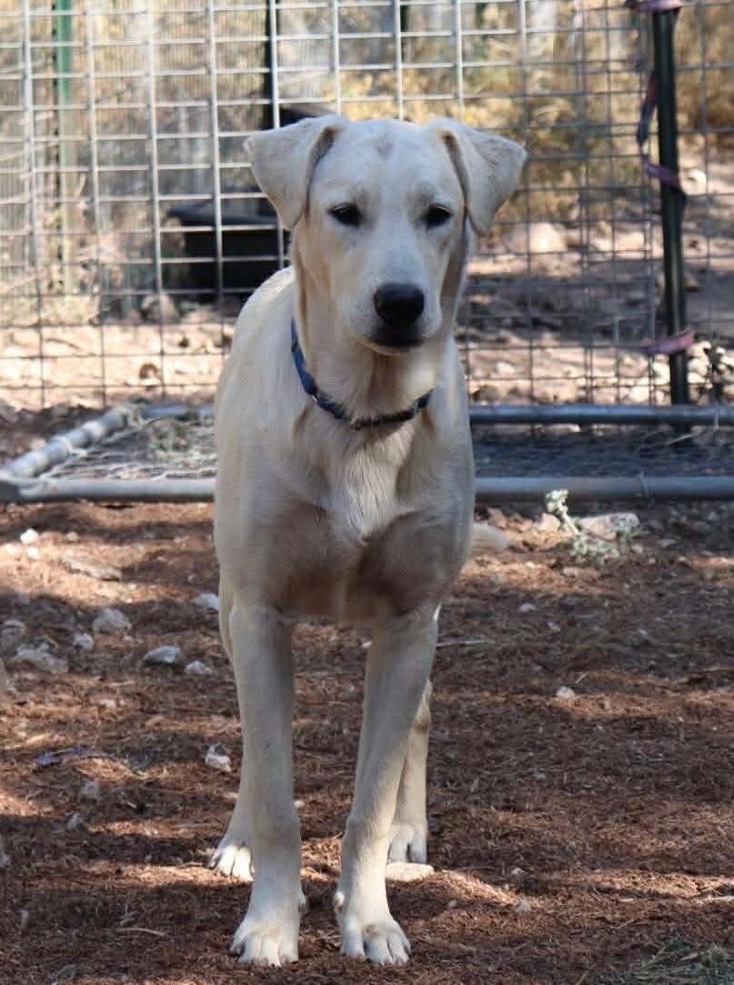 Dog for adoption - Blitzen, a Labrador Retriever in Boerne, TX | Petfinder