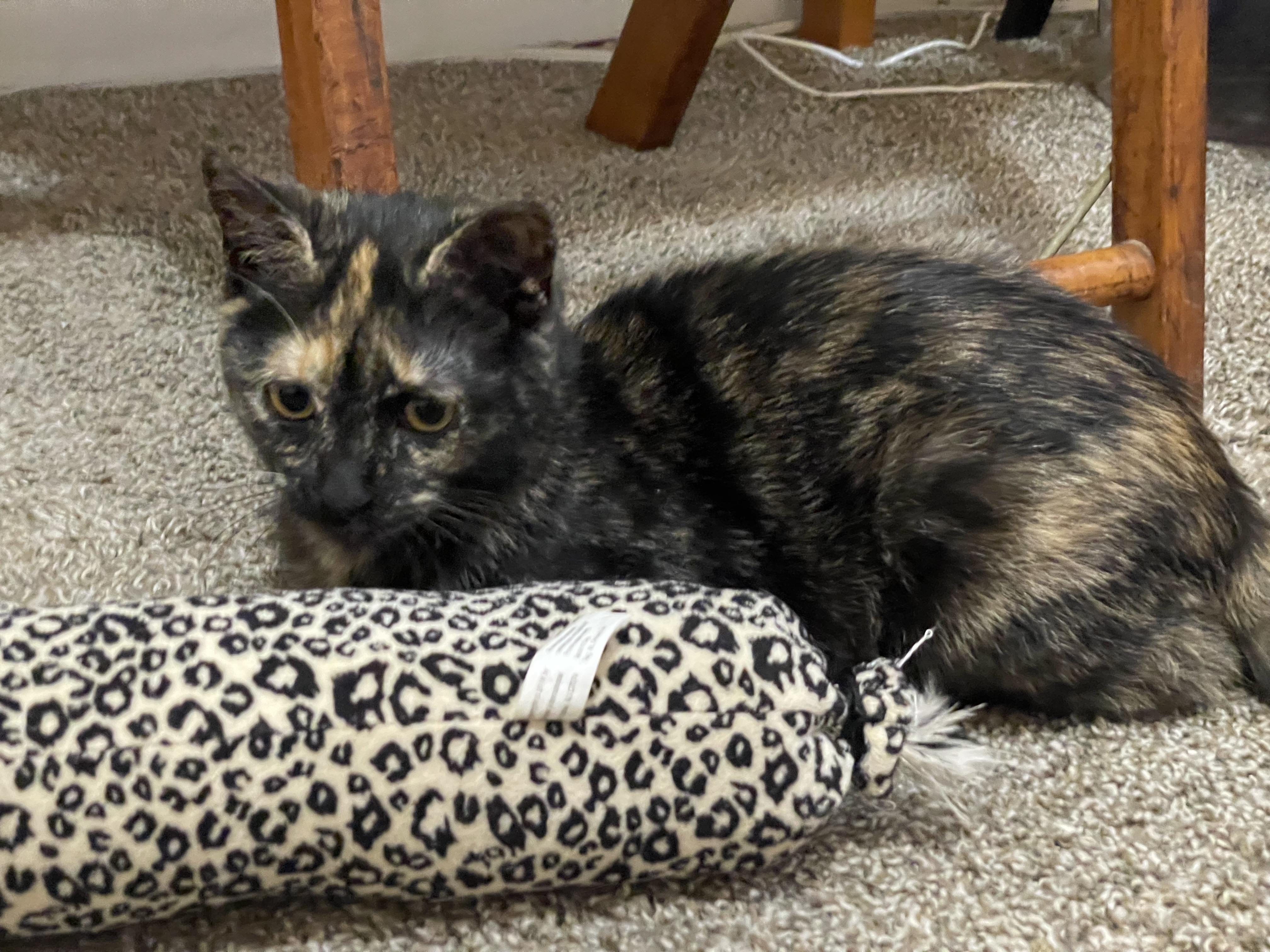 Cat for adoption - Arabella-Soft 'n Sweet, a Domestic Short Hair in ...