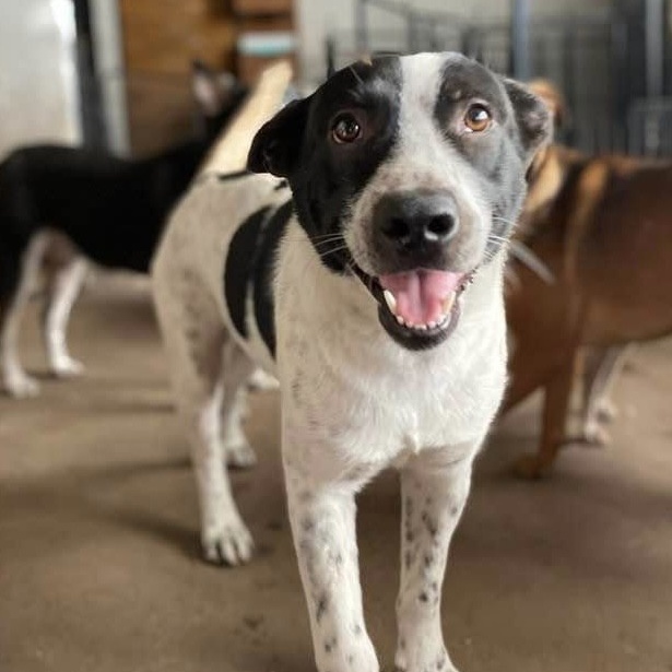 Dog for adoption - Spartacus, an Australian Cattle Dog / Blue Heeler ...
