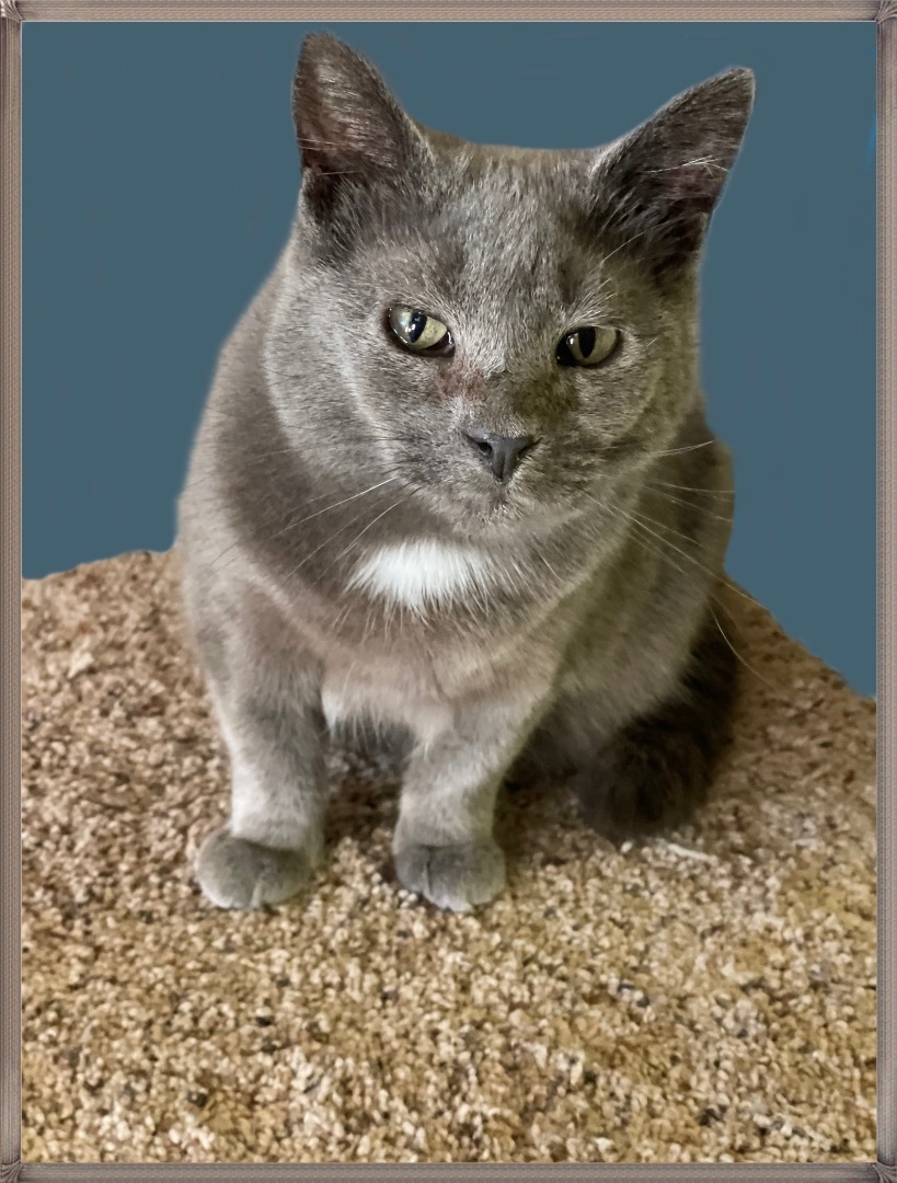 Available Cats - The A.R.K - Animal Recycling Kennel