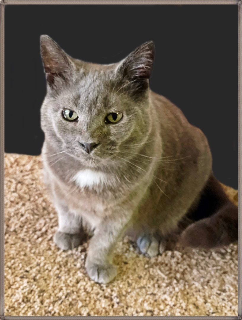 Available Cats - The A.R.K - Animal Recycling Kennel