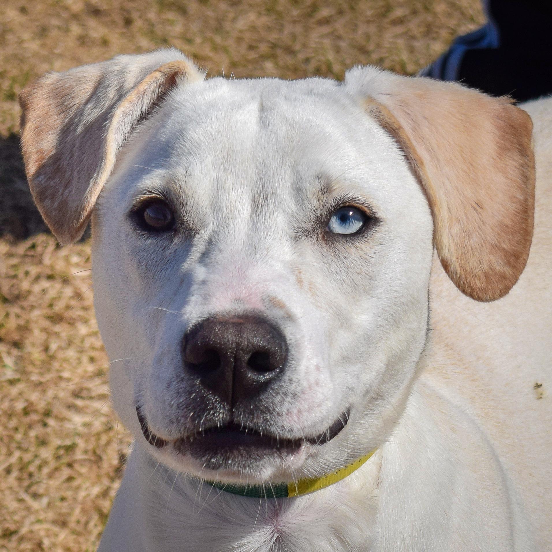 Dog for adoption - Storm, a Yellow Labrador Retriever & Husky Mix in ...