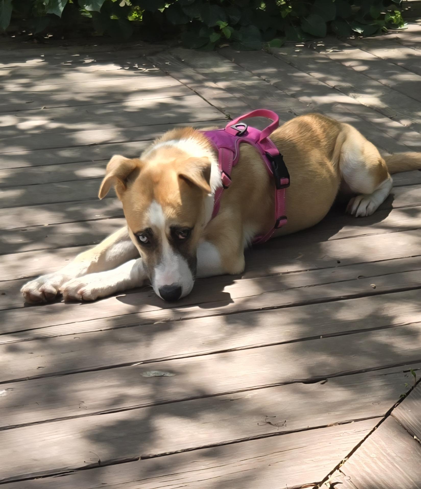 Dog for adoption - Leia, an Australian Shepherd & Hound Mix in Columbus ...