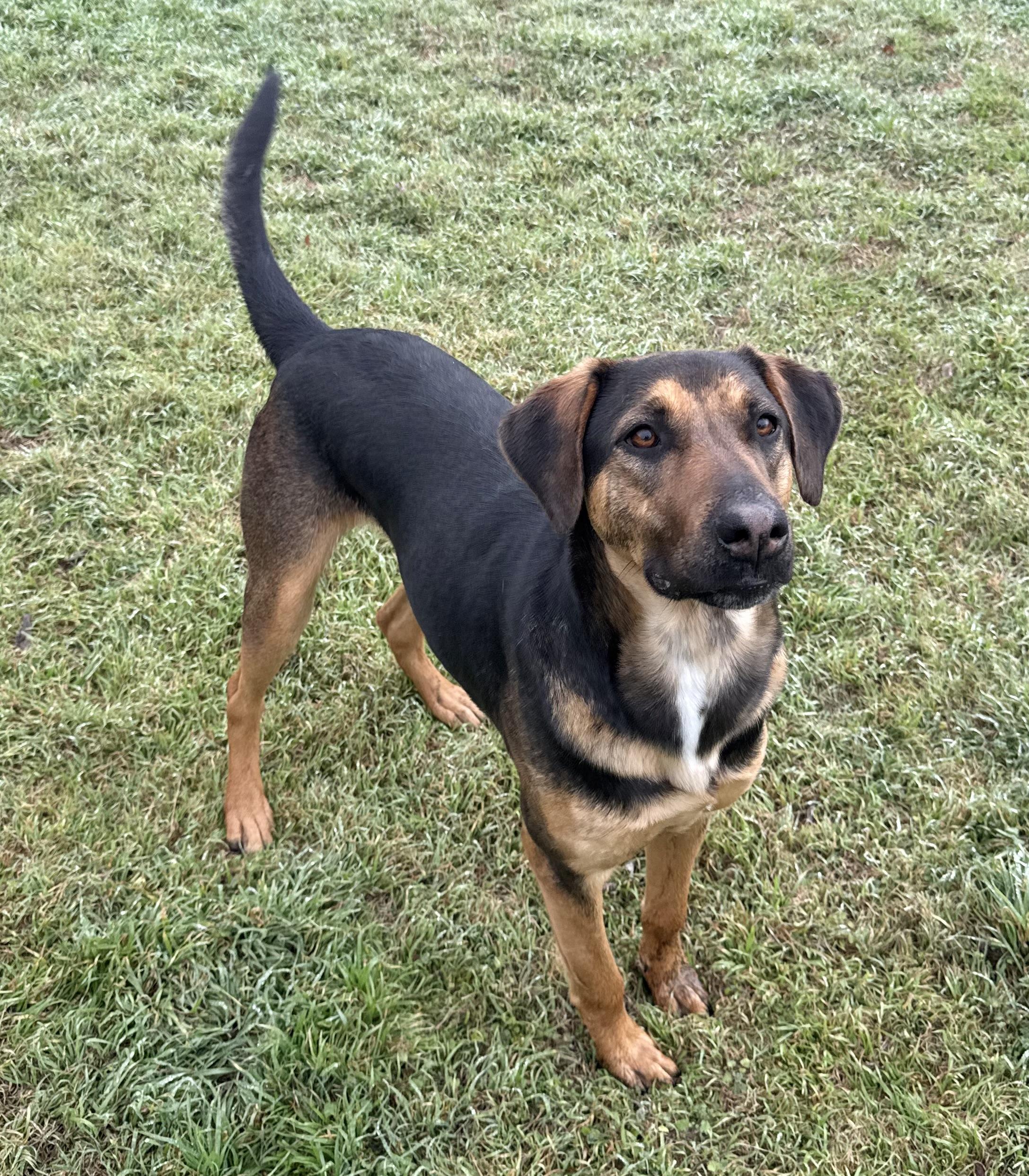 Dog for adoption - Tito, a German Shepherd Dog in Bellingham, WA ...